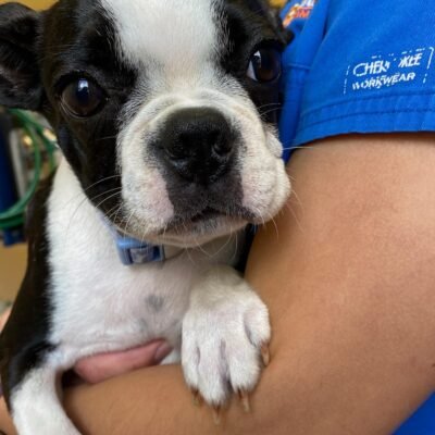 Veterinarians Serving Cincinnati and Northern KY - Animal Clinic Near You