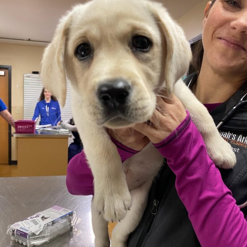 Springdale - Noahs Ark Animal Clinics