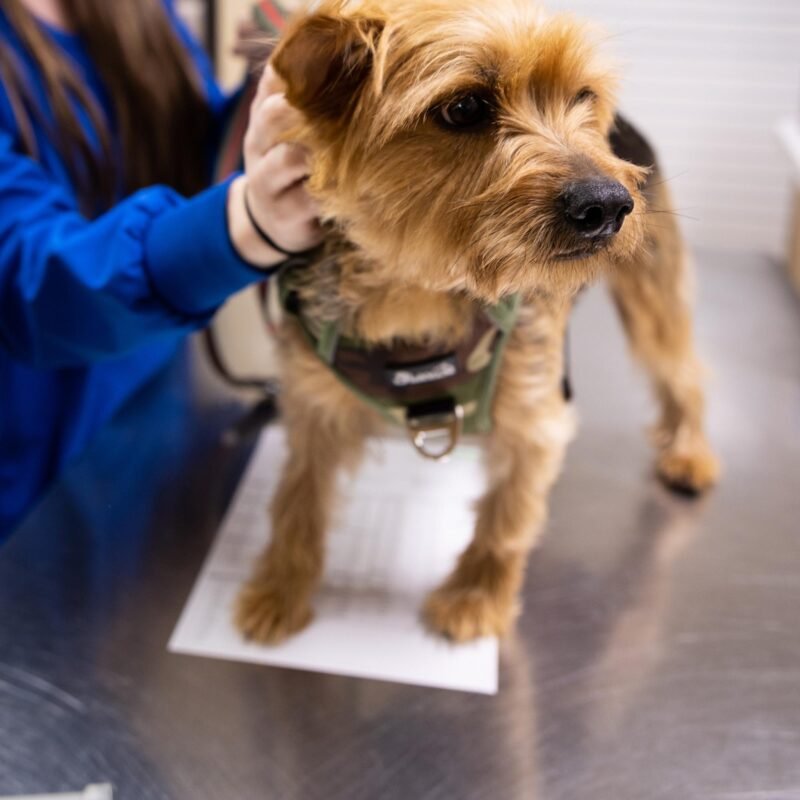 Veterinarians Serving Colerain - Noahs Ark Animal Clinics