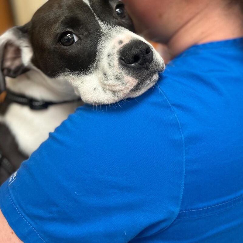 Veterinarians Serving Colerain - Noahs Ark Animal Clinics