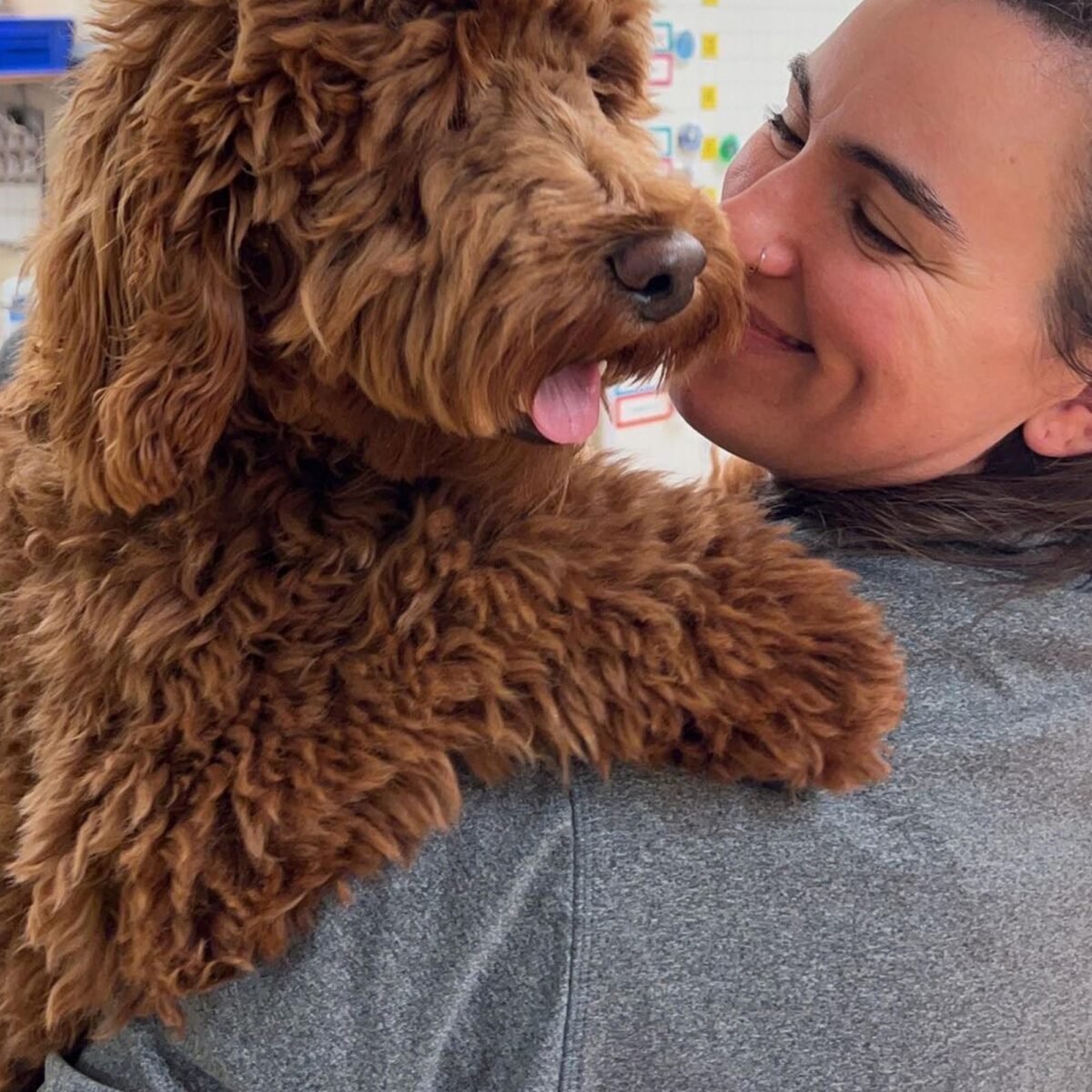 Springdale - Noahs Ark Animal Clinics