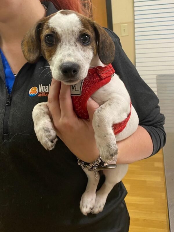 Veterinarians Serving Cincinnati and Northern KY - Animal Clinic Near You