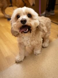 Veterinarians Serving Cincinnati and Northern KY - Animal Clinic Near You